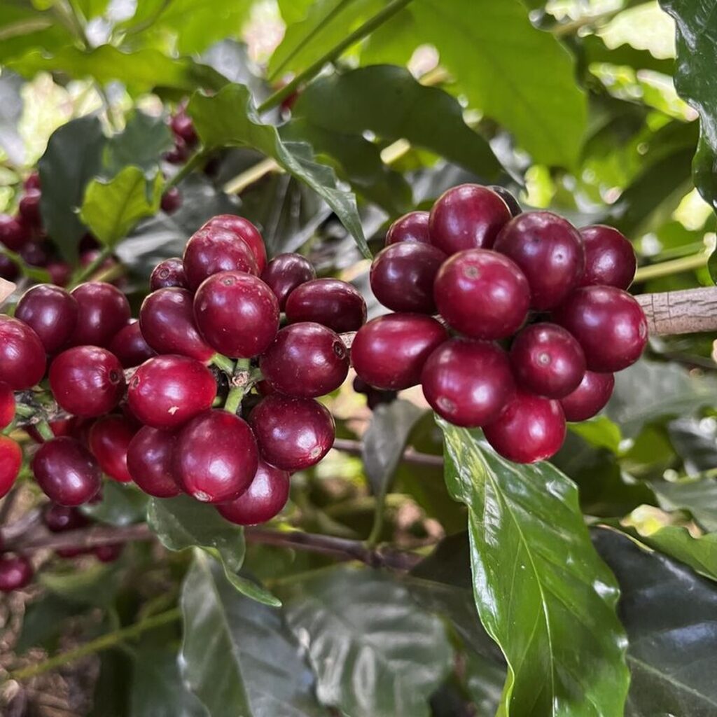 Cotação do Café Conilon em Tempo Real | Preços Atualizados